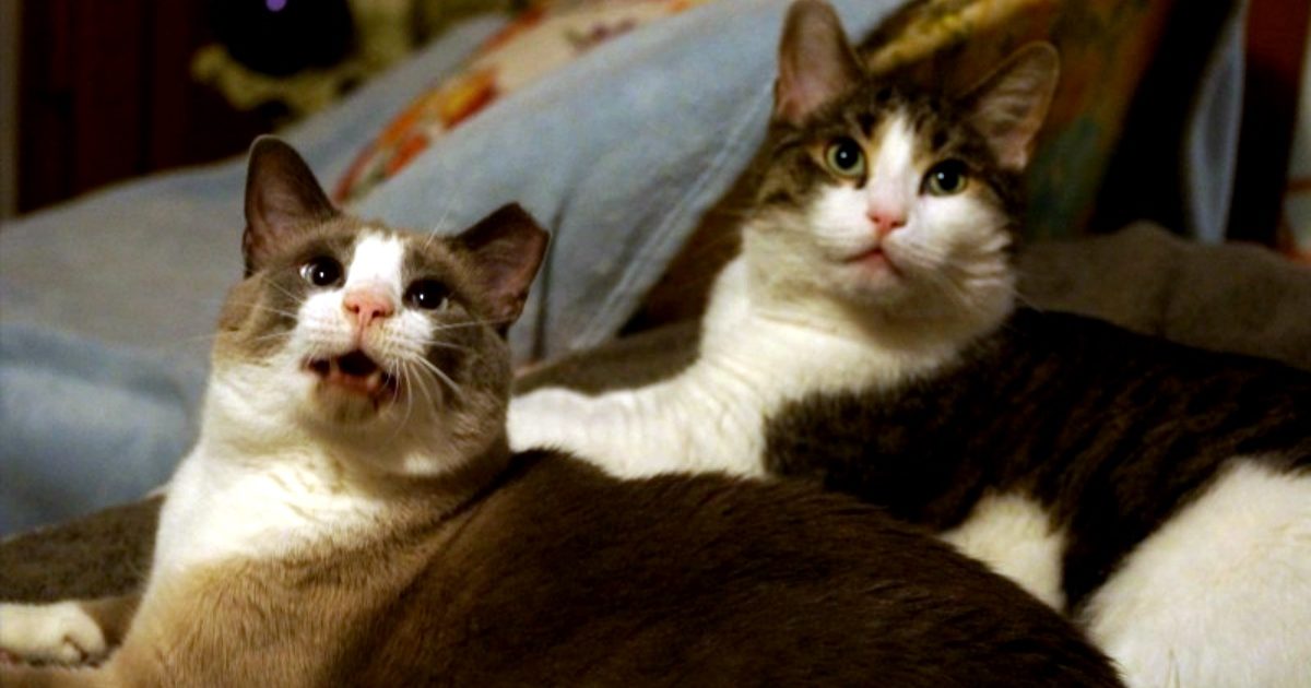 Jake & Peake – Freekibble