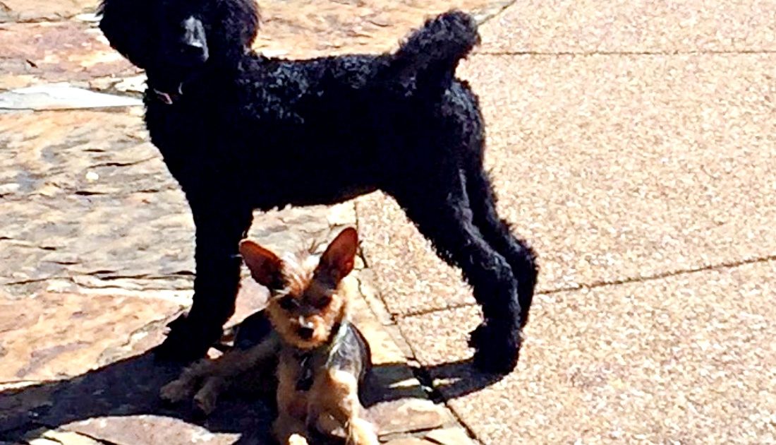 Mickey & Charlie – Freekibble