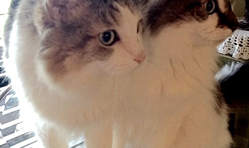 Pandora and Bailey – Freekibble