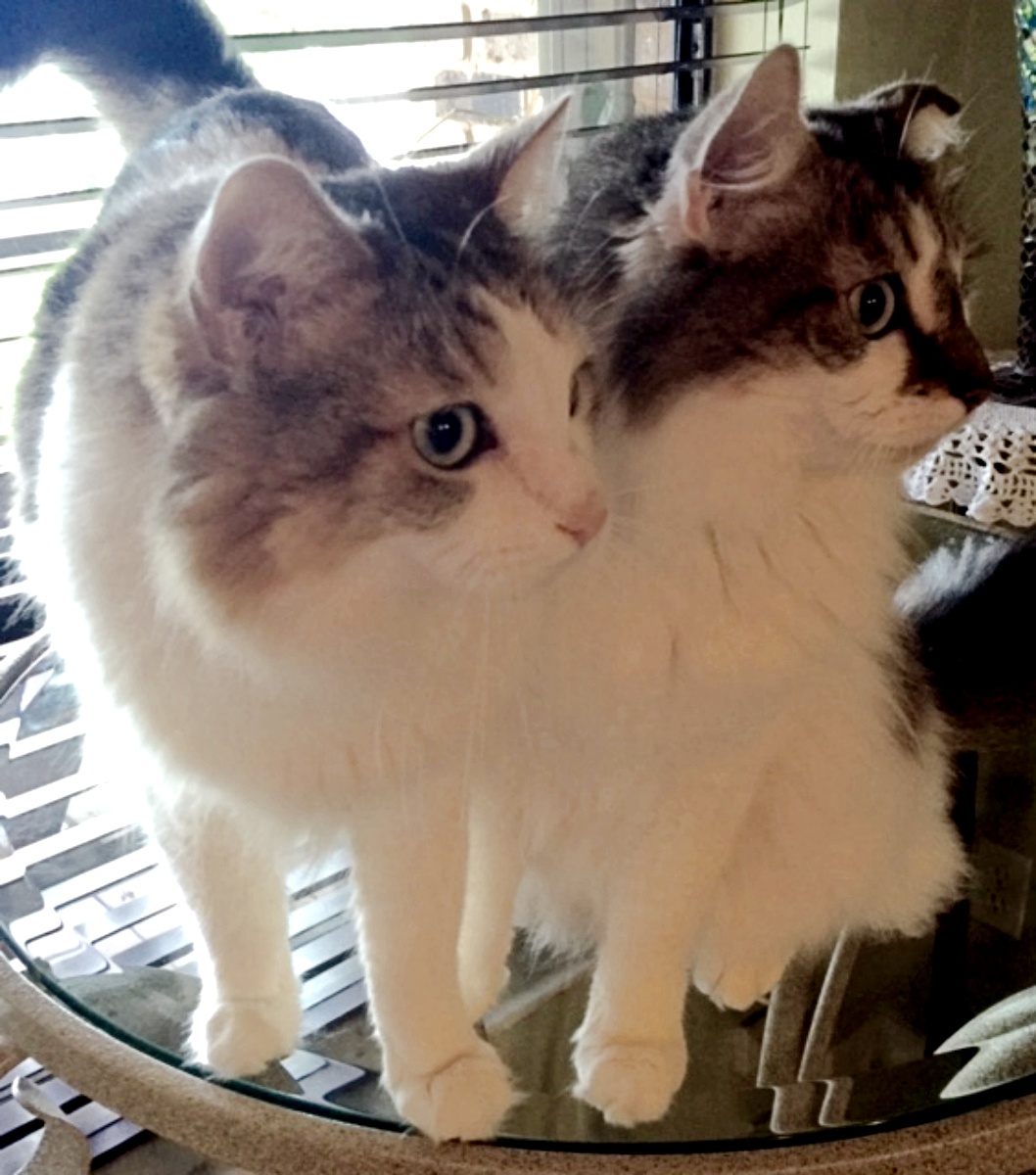 Pandora and Bailey – Freekibble