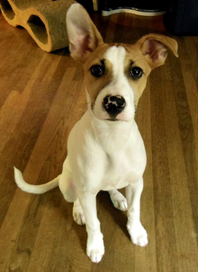 Piper – Freekibble