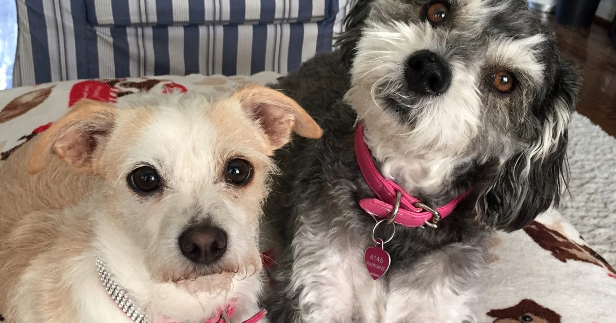 Brandy & Bailey – Freekibble