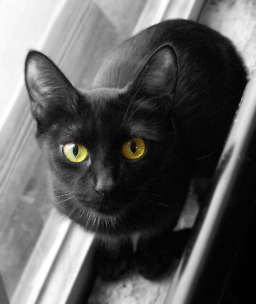 Catherine – Freekibble