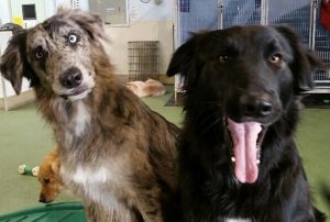 What Makes You Happy? – Freekibble