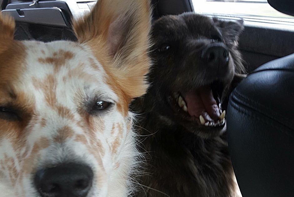 Lola & Nitro – Freekibble