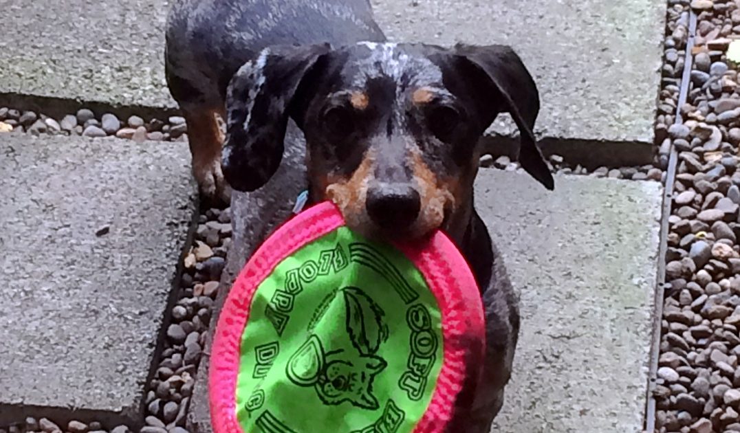 Sammy – Freekibble