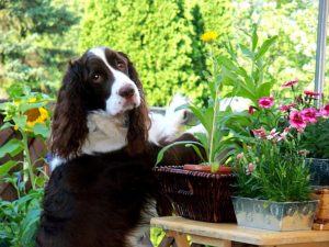 What Makes You Happy? – Freekibble