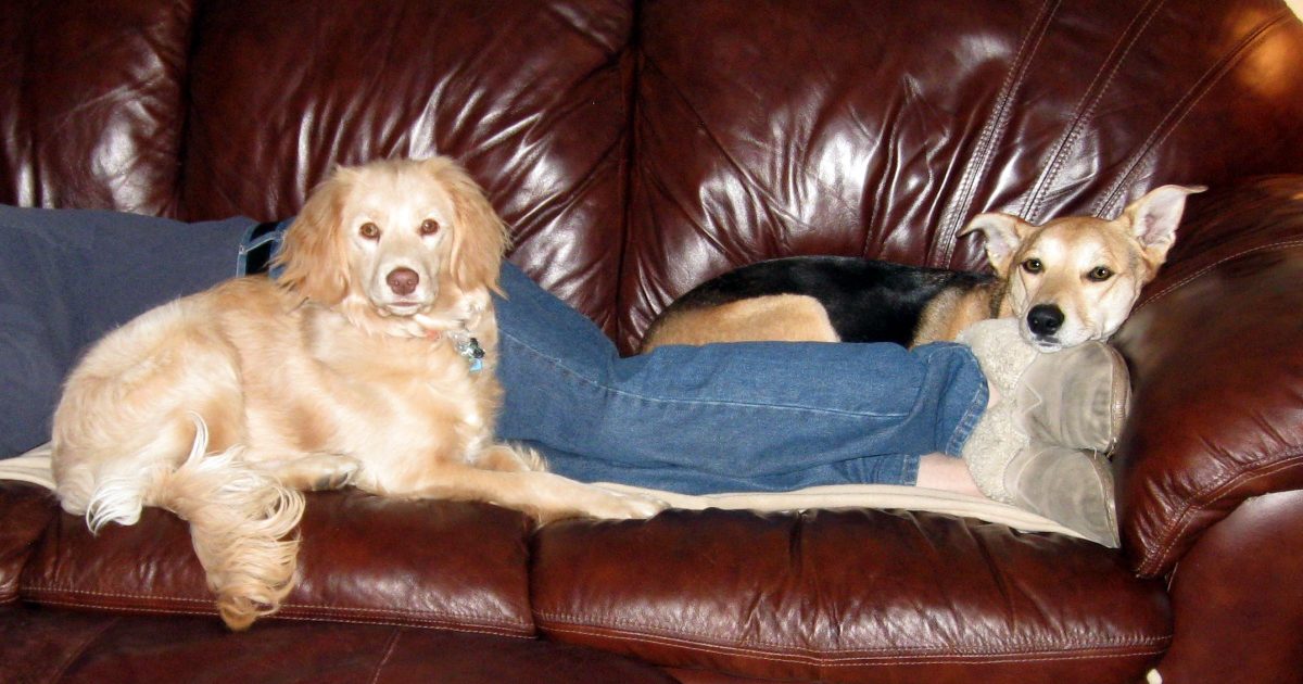 Dusty & Charlie – Freekibble