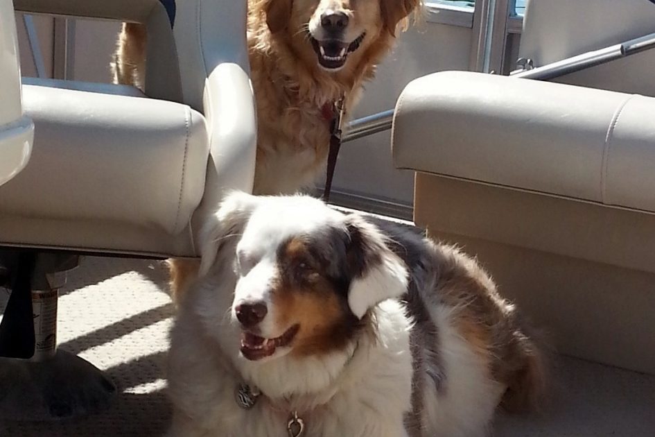 Honey & Mara – Freekibble