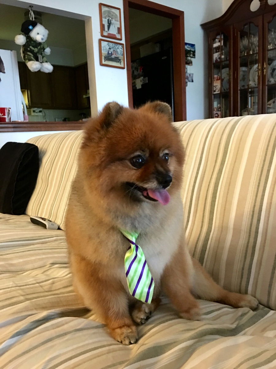 Riley – Freekibble