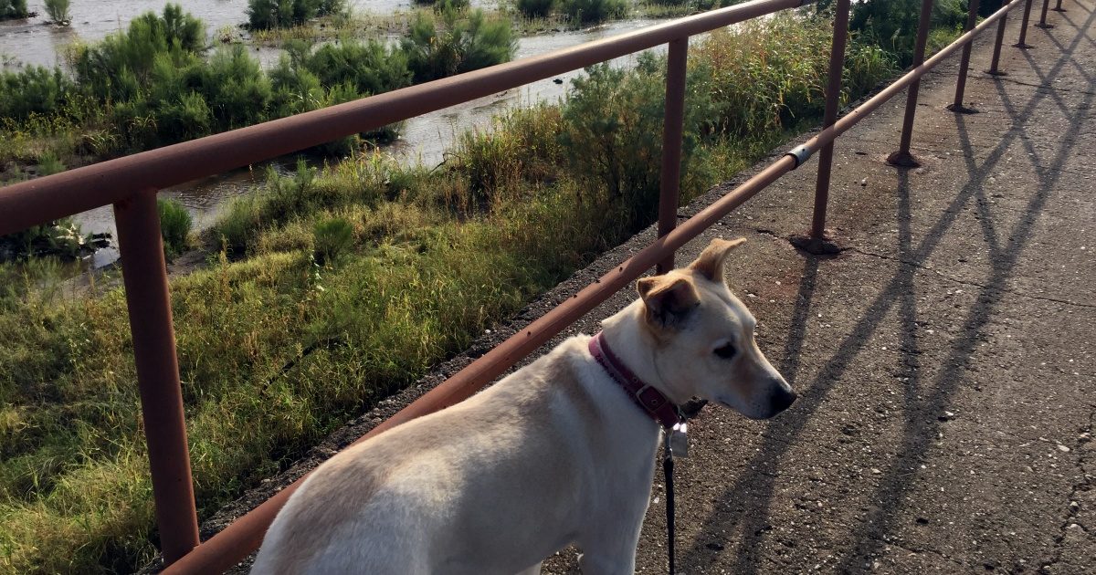 Casey – Freekibble