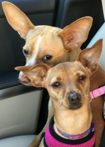 What Makes You Happy? – Freekibble