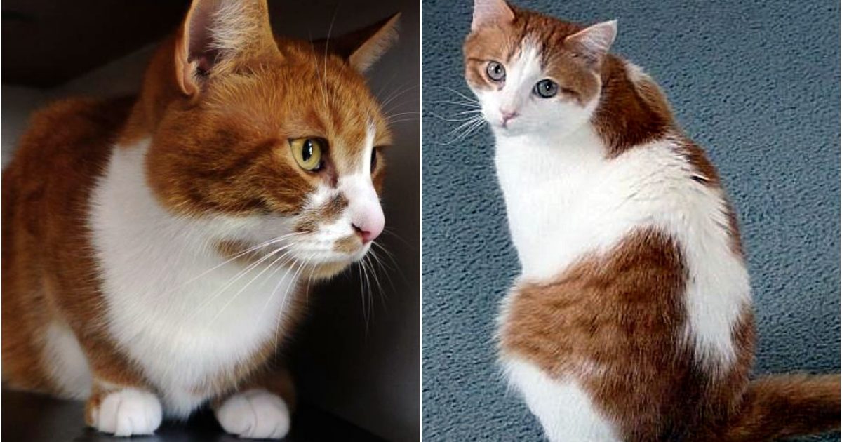 Luke & Cubby – Freekibble