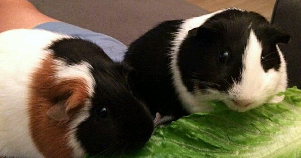 Peanut & Pancakes – Freekibble