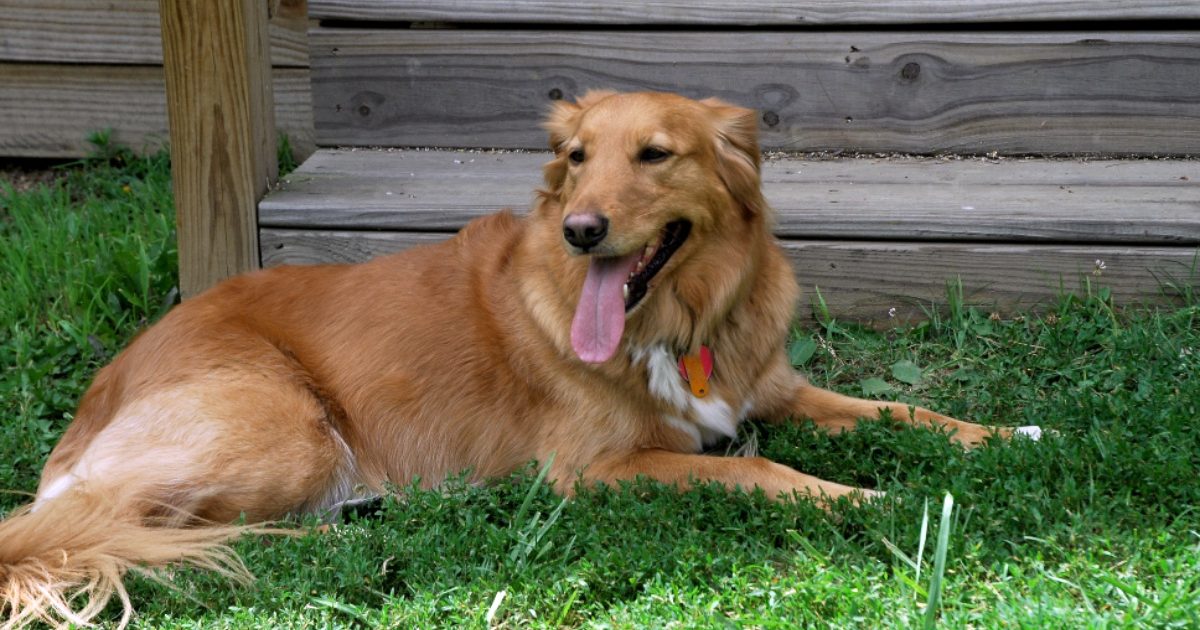 Piper – Freekibble