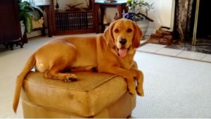 What Makes You Happy? – Freekibble