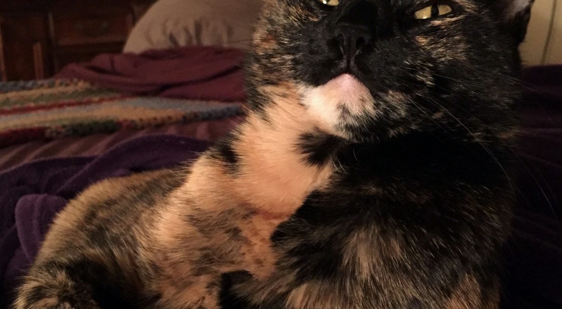 Abbie Gale – Freekibble