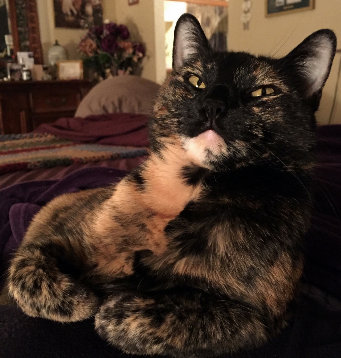 Abbie Gale – Freekibble