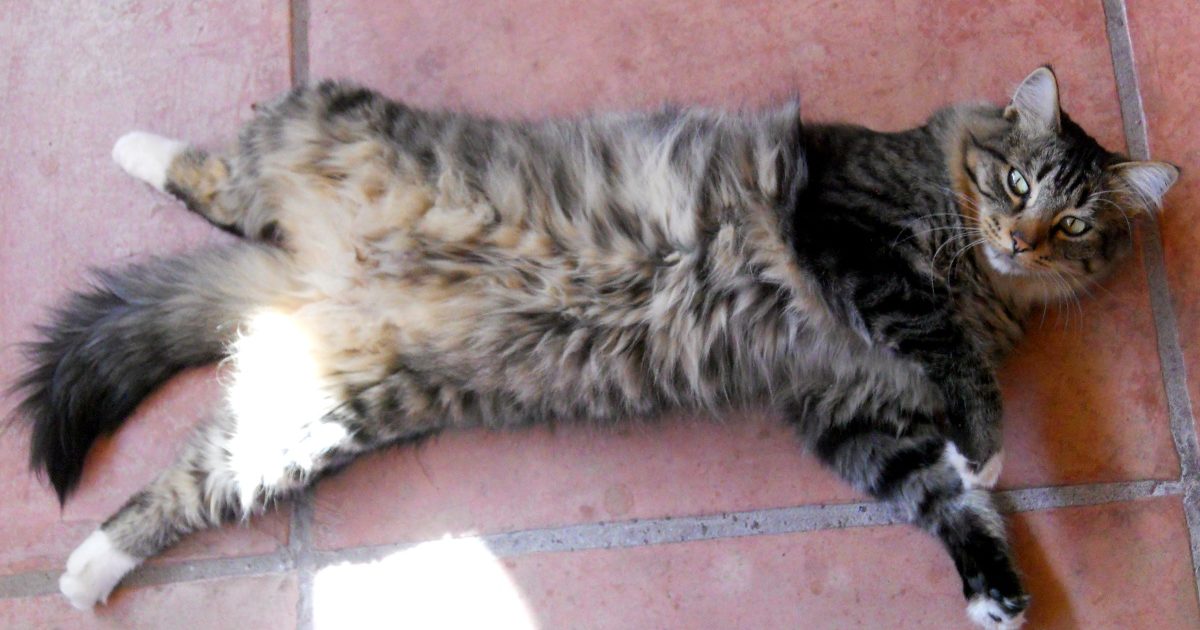 Cassius – Freekibble