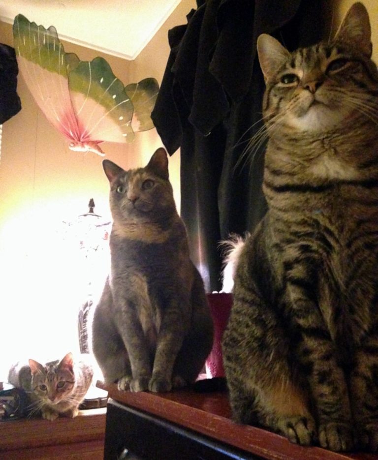 Dewie, Xoey, & Leah – Freekibble