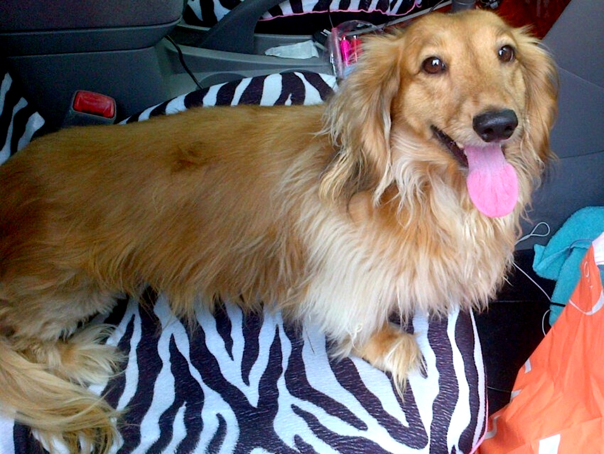 Honey – Freekibble