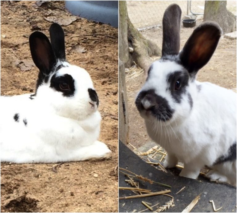 June & Jasper – Freekibble