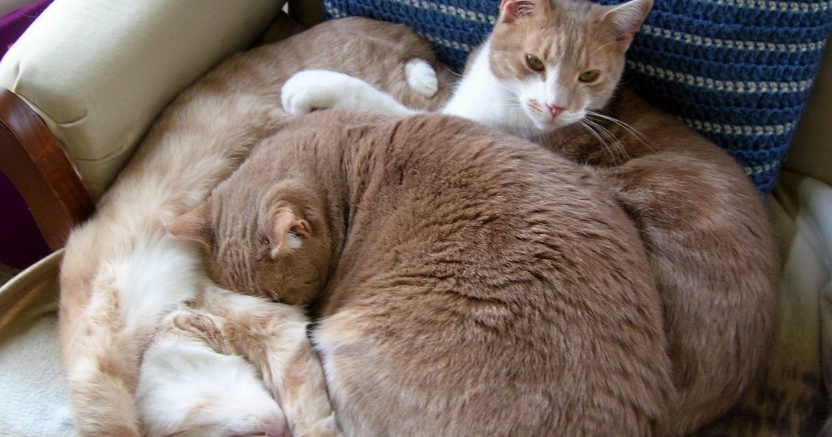 Max, Misty, & Mylo – Freekibble