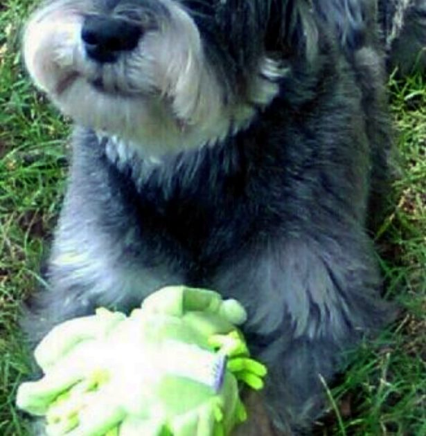 Disco – Freekibble