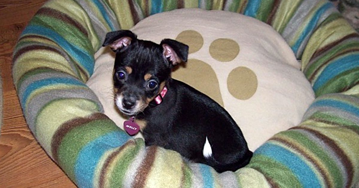 Molly – Freekibble