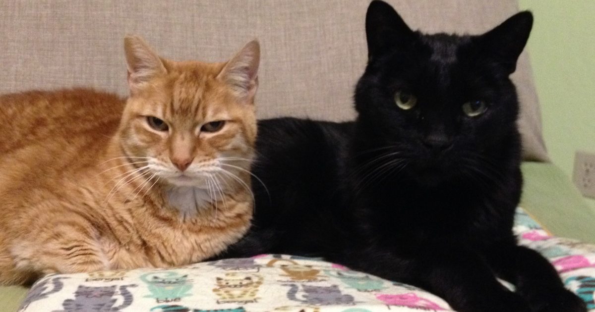 Chip & Tim – Freekibble