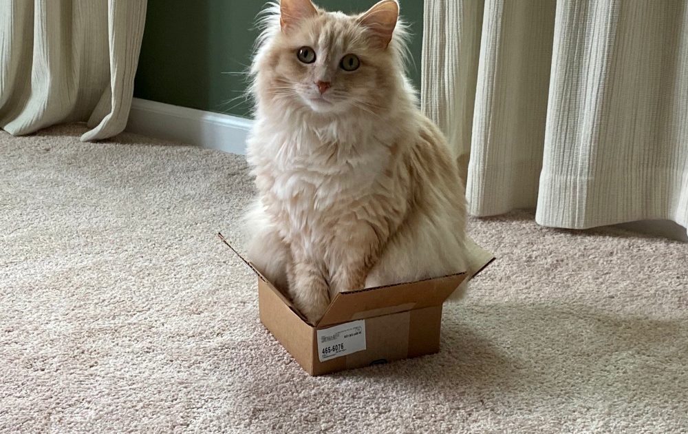 Charlie – Freekibble