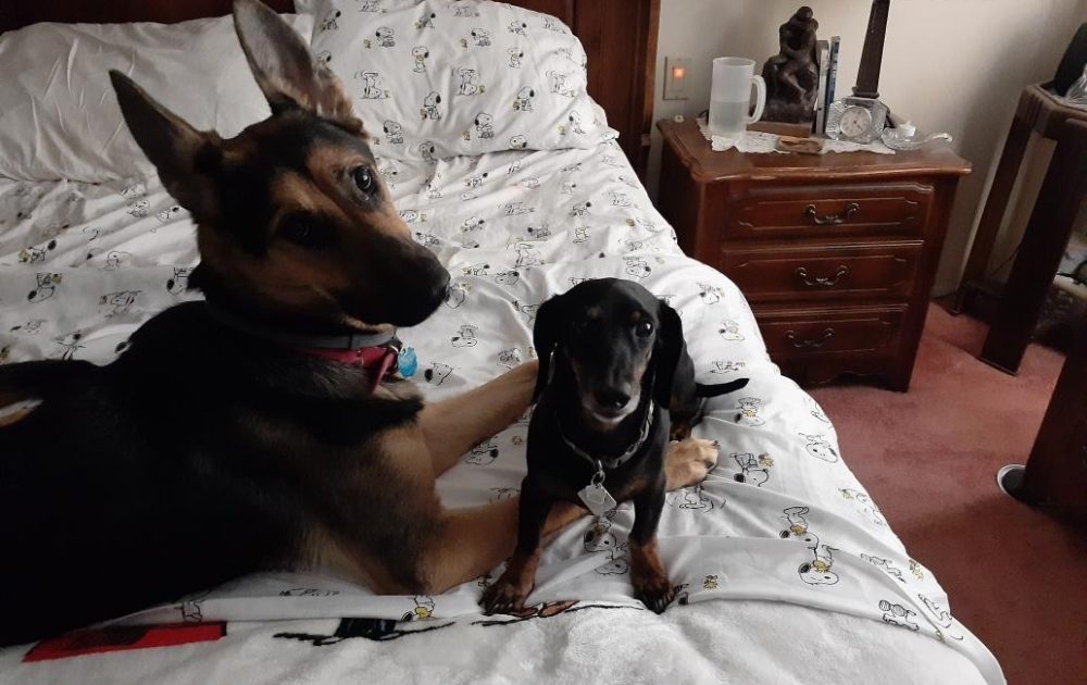 Rachel & Sal – Freekibble