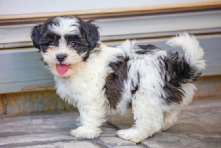 Teddy – Freekibble