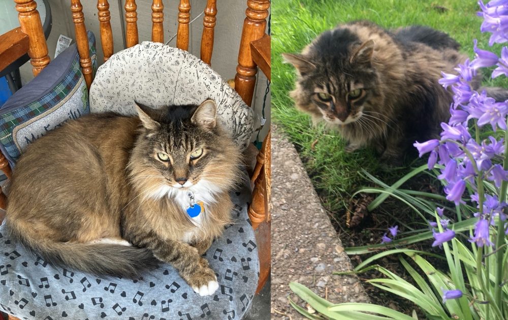 Tiger & Whisper – Freekibble