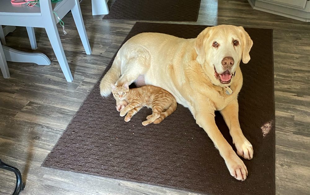 Baxter & Savvy – Freekibble