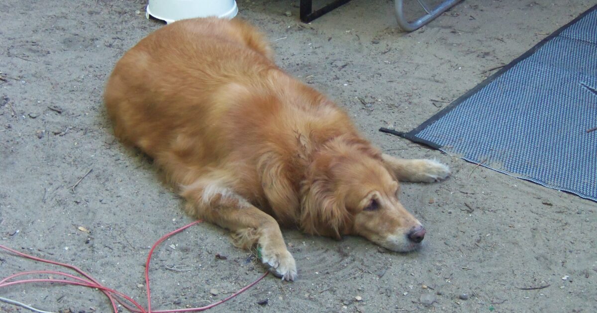 Honey – Freekibble