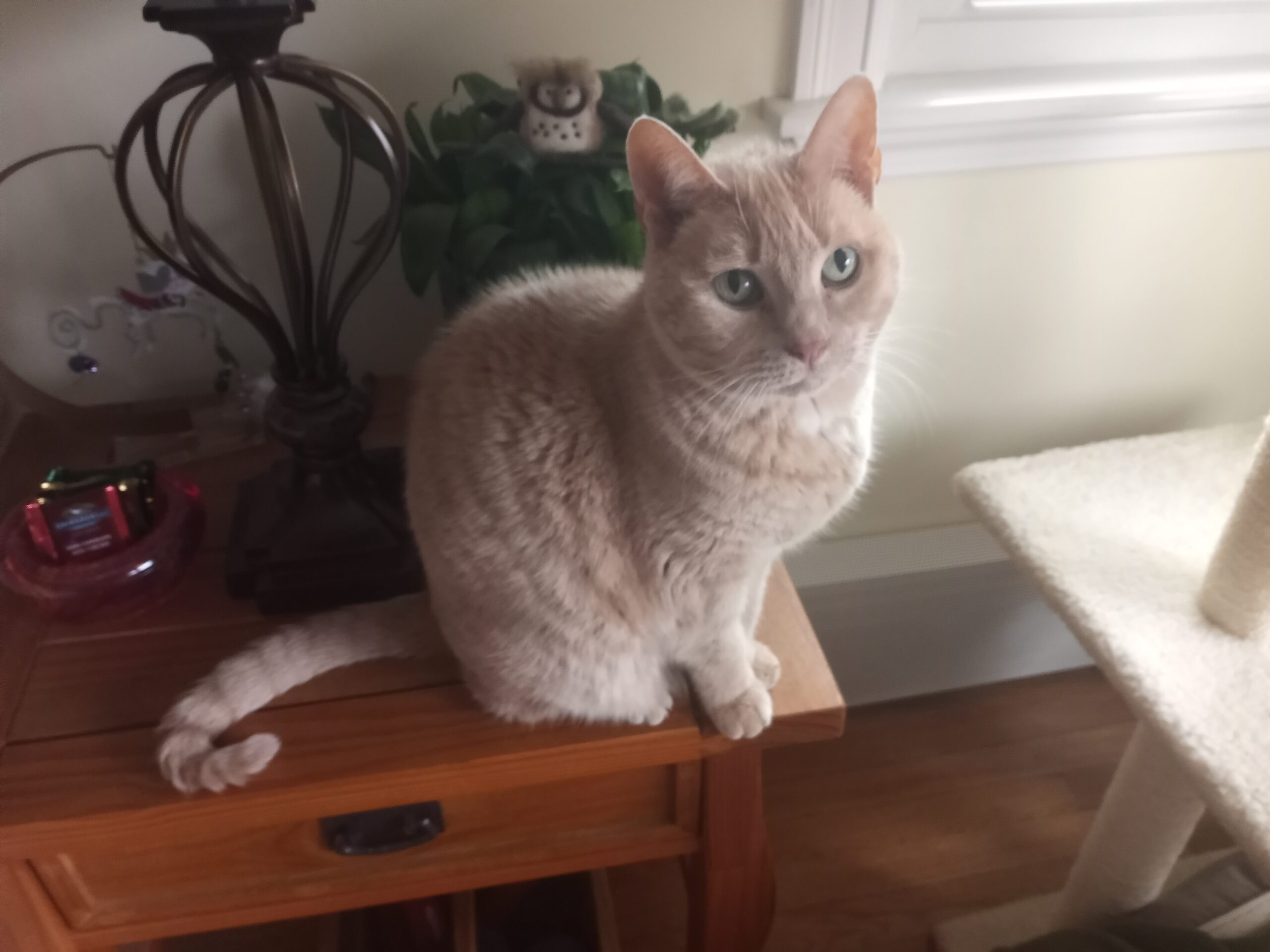 Josie – Freekibble