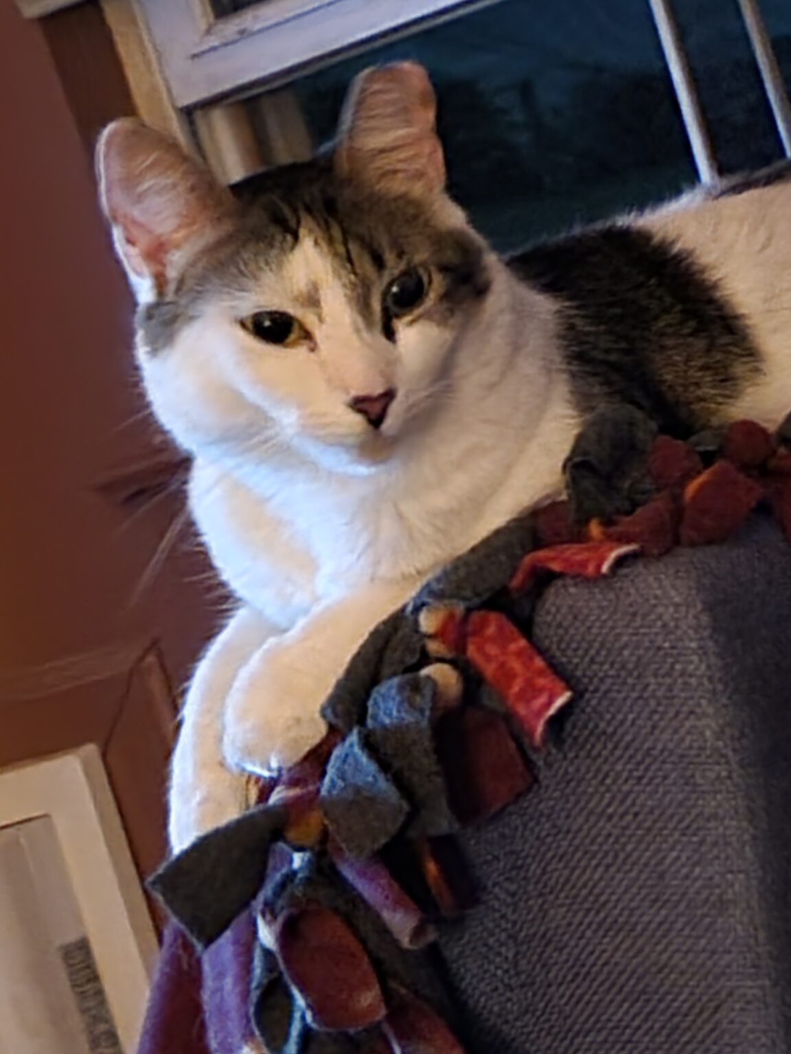 Peanut – Freekibble