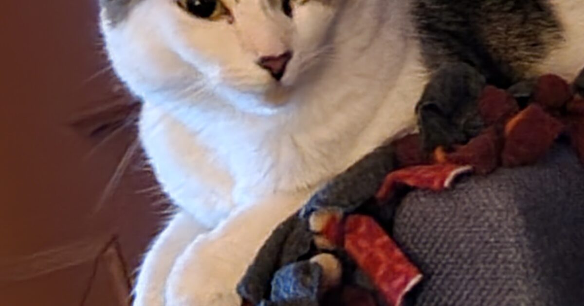 Peanut – Freekibble