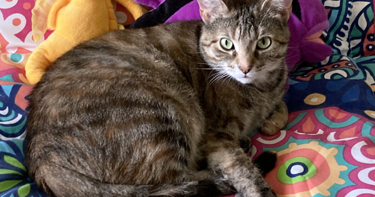 Jezzie – Freekibble