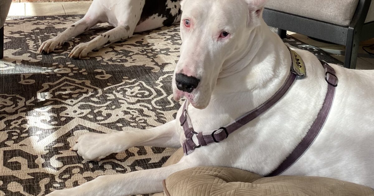 Boo and Tizzy – Freekibble