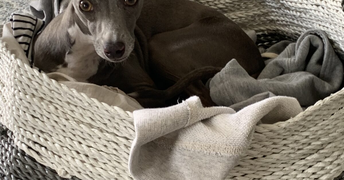 Piper – Freekibble