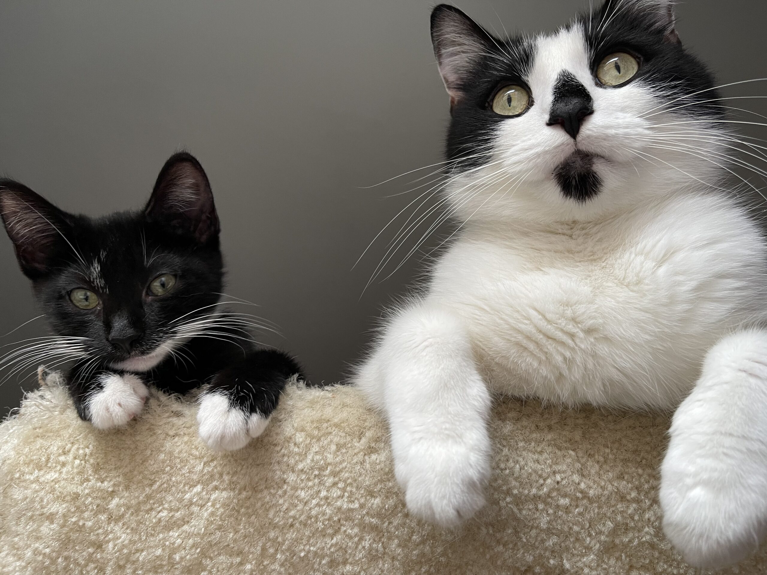 Cookie and Grover – Freekibble