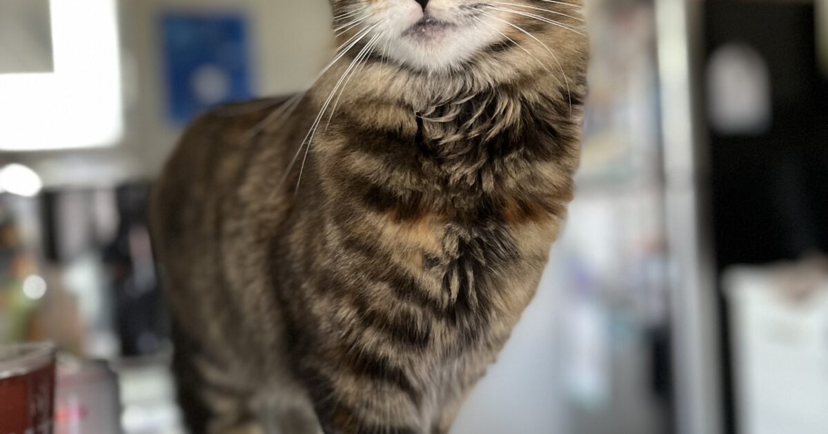 Angel – Freekibble