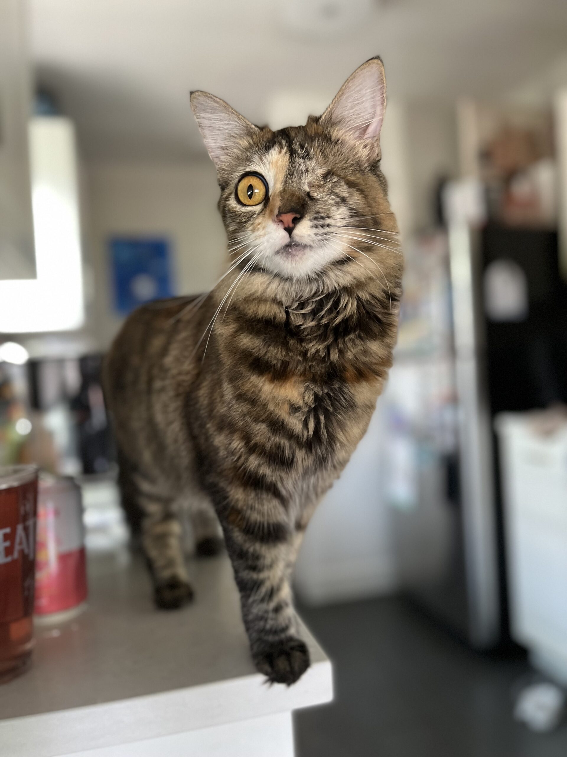 Angel – Freekibble