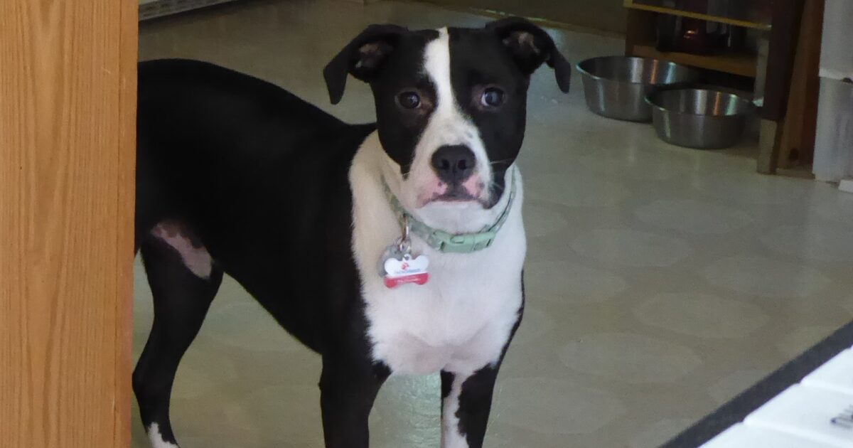 Boomer – Freekibble