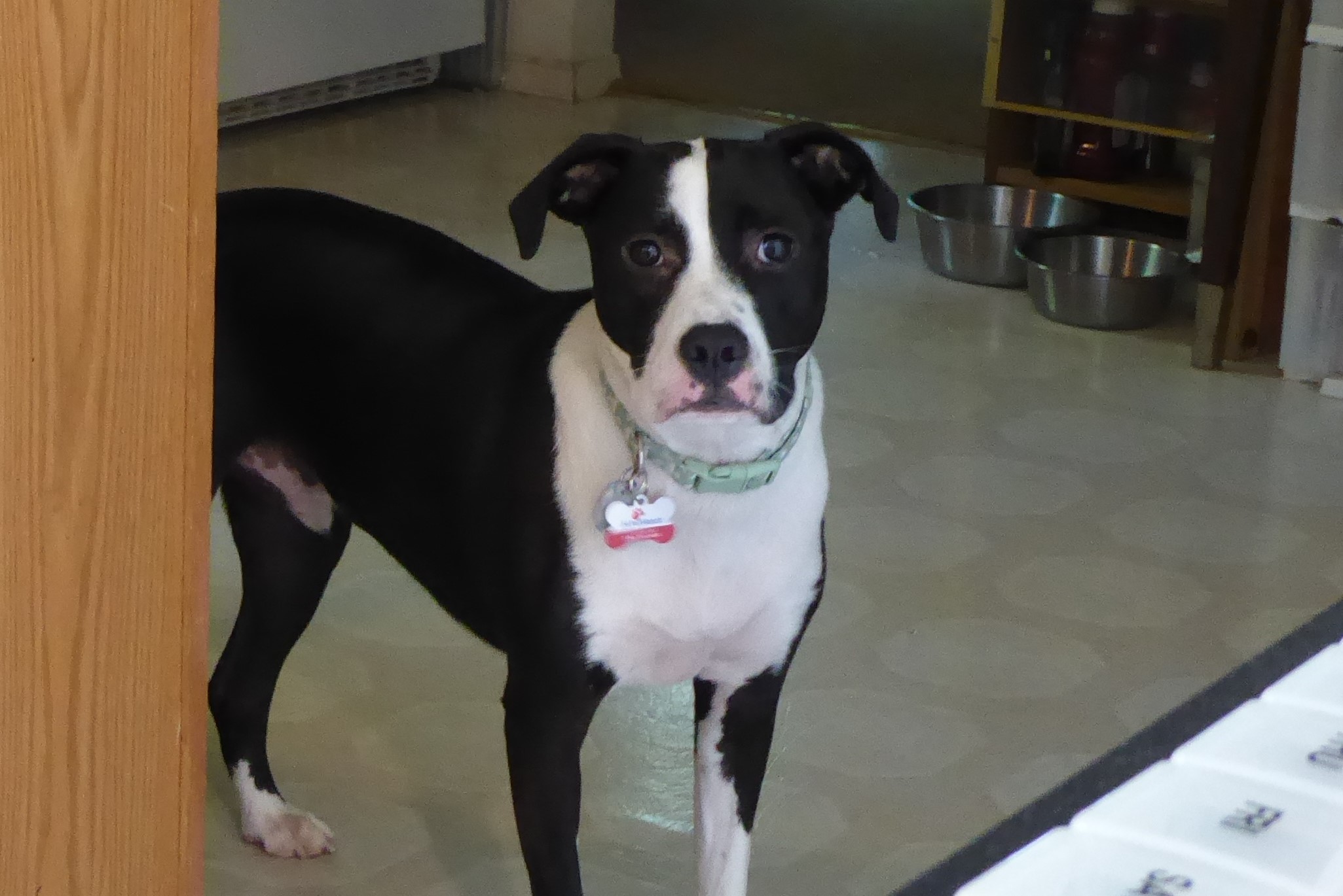 Boomer – Freekibble