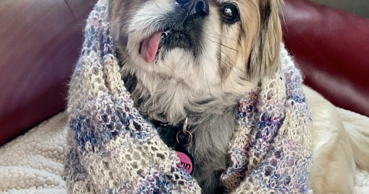 Gwinn – Freekibble