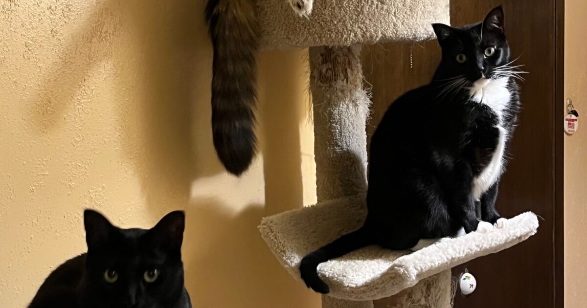 Sam, Midnight, Mittens – Freekibble