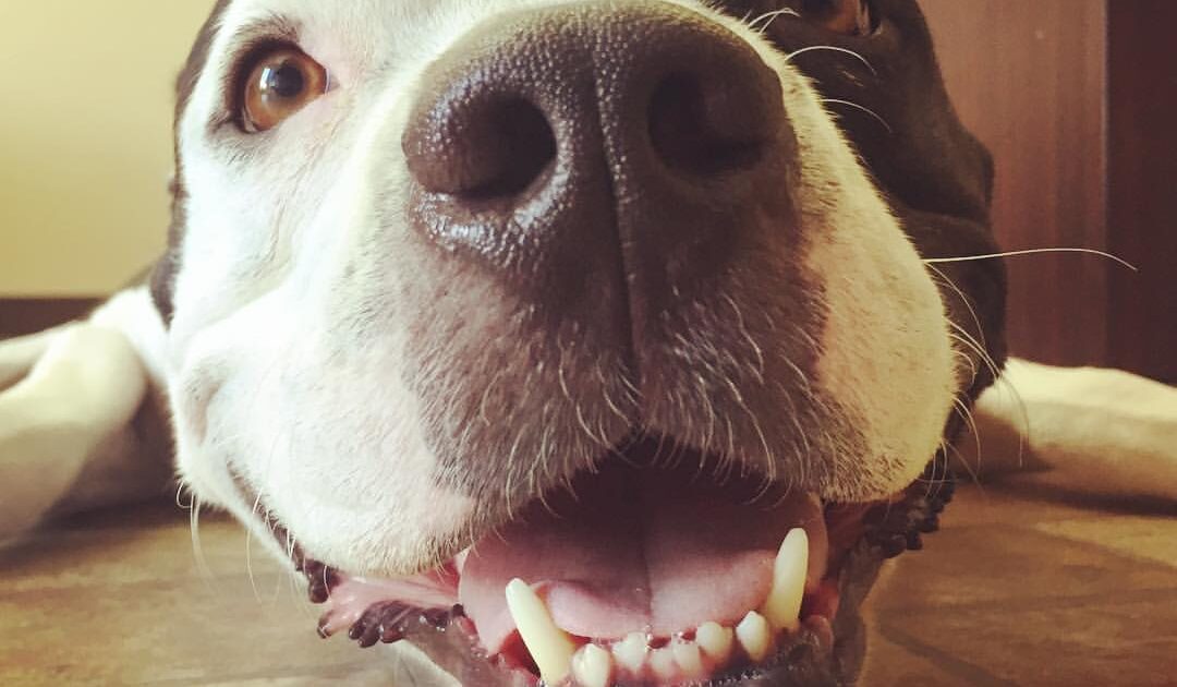 Samson – Freekibble